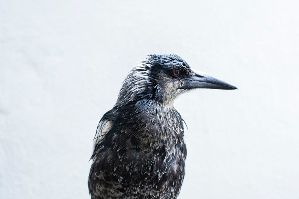 Penguin the Magpie – Penguin the Magpie