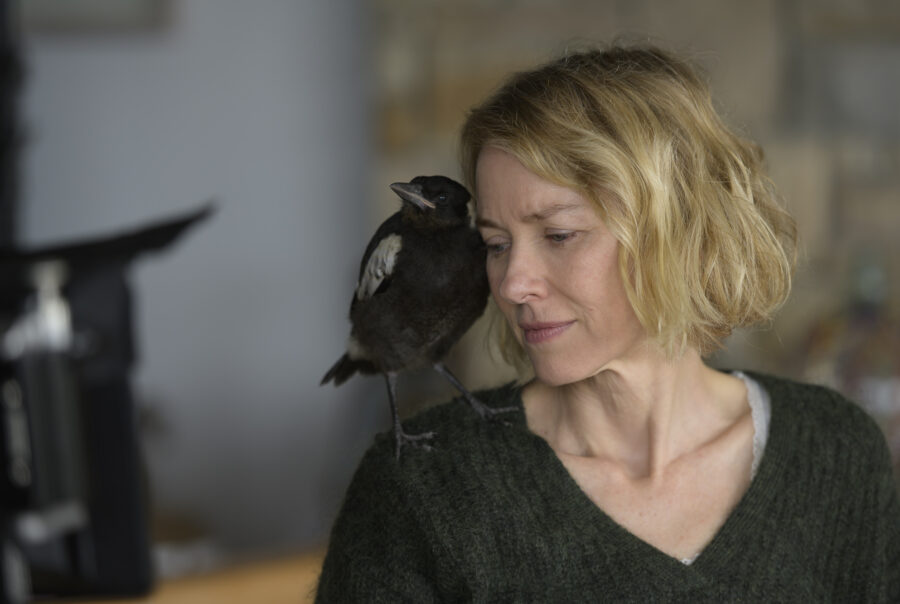 Penguin the Magpie – Penguin the Magpie